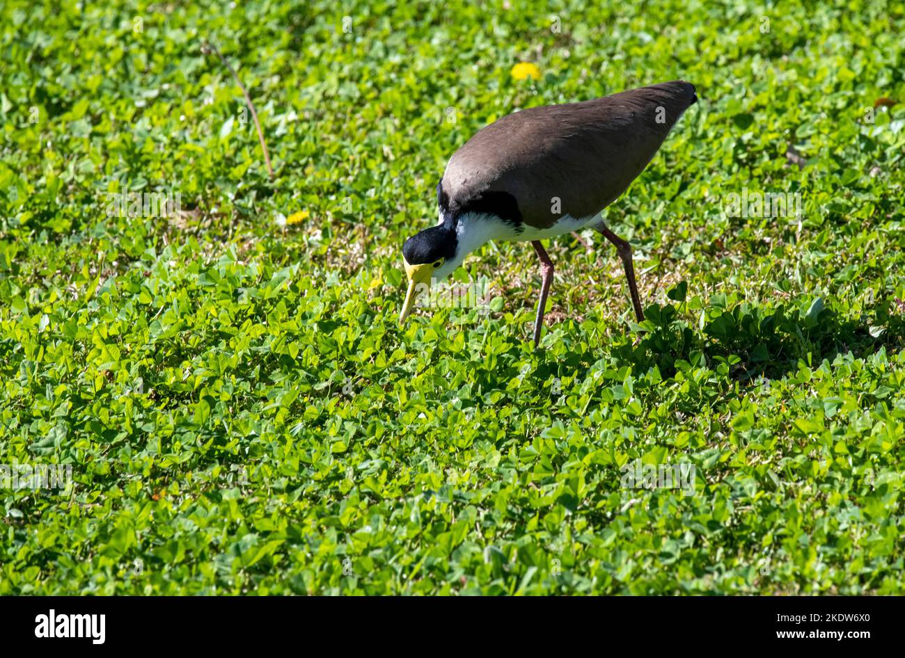 An Australian Masked Lapwing ( Vanellus miles) searching for food on ...