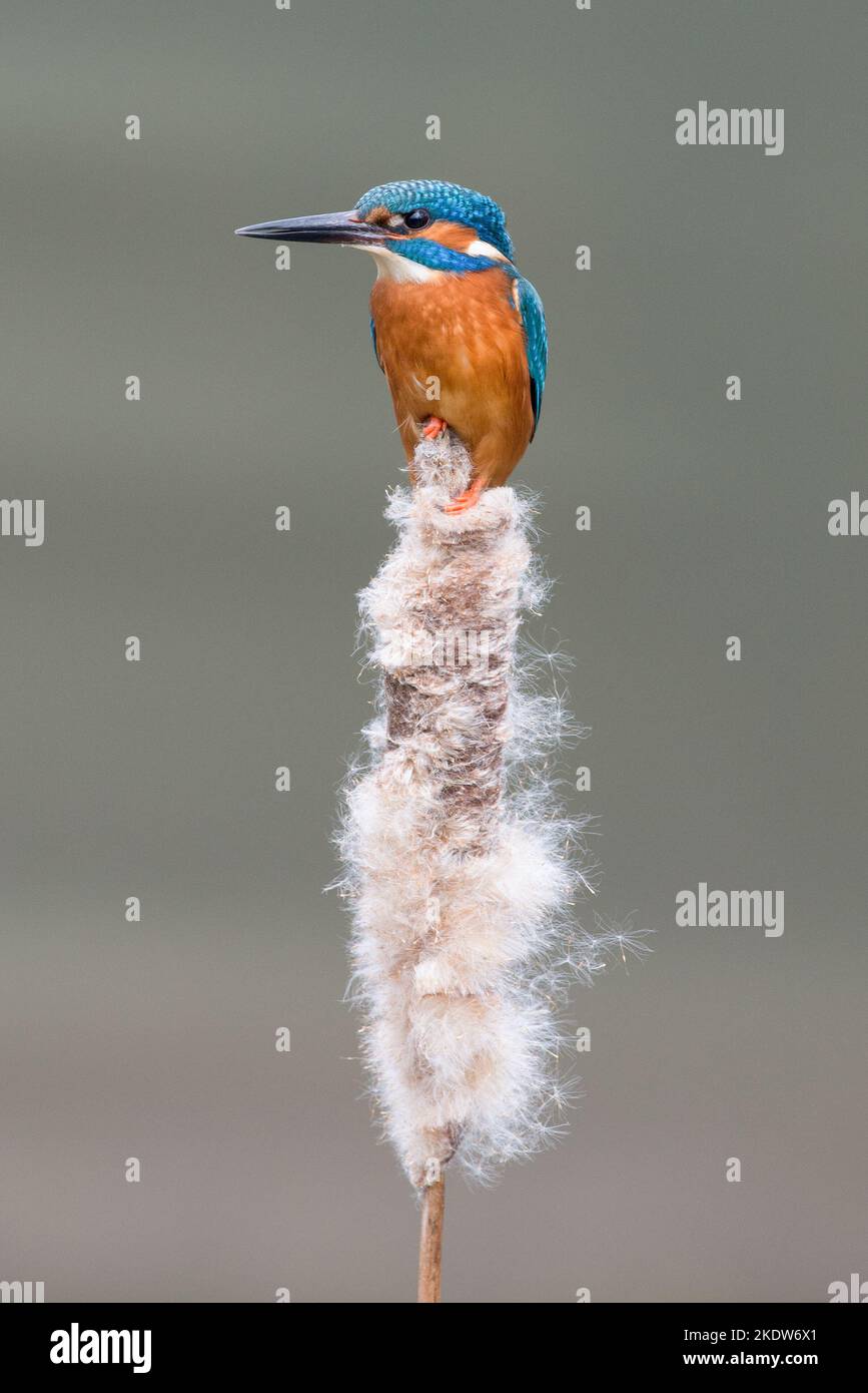 Blue calendar hi-res stock photography and images - Alamy