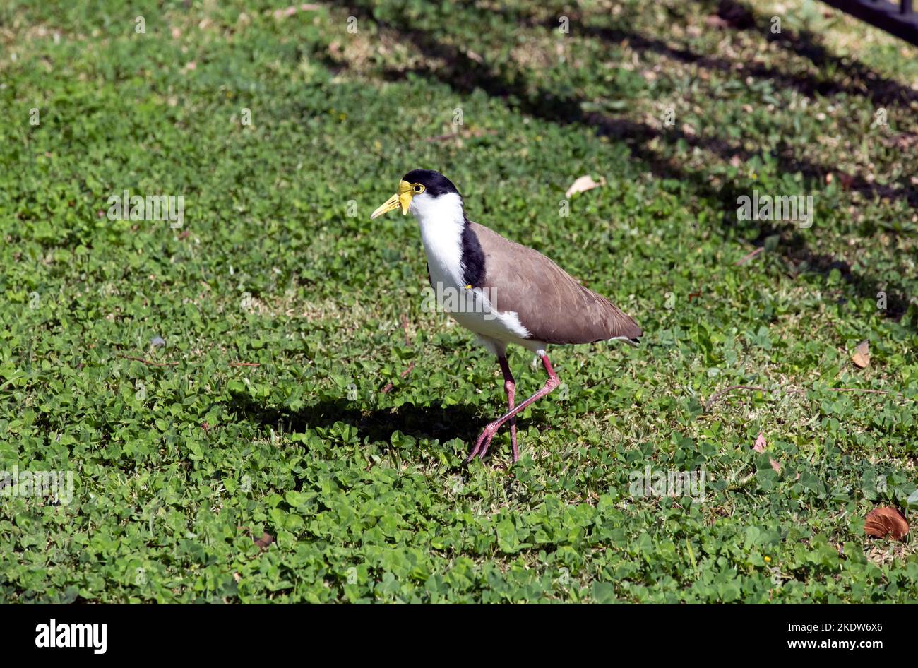 Close-up of an Australian Masked Lapwing ( Vanellus miles) in Sydney ...