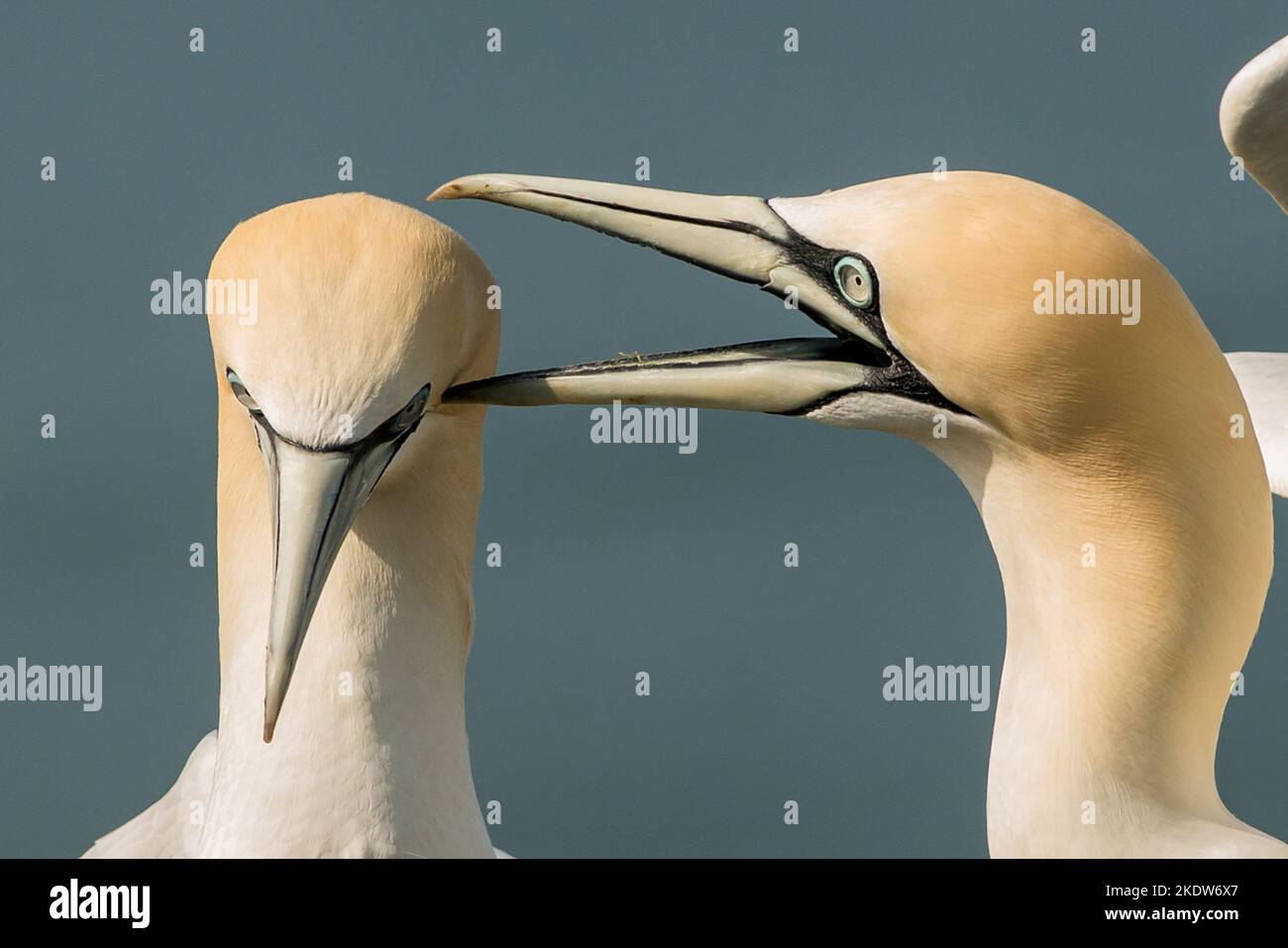Mating northern gannet hi-res stock photography and images - Alamy