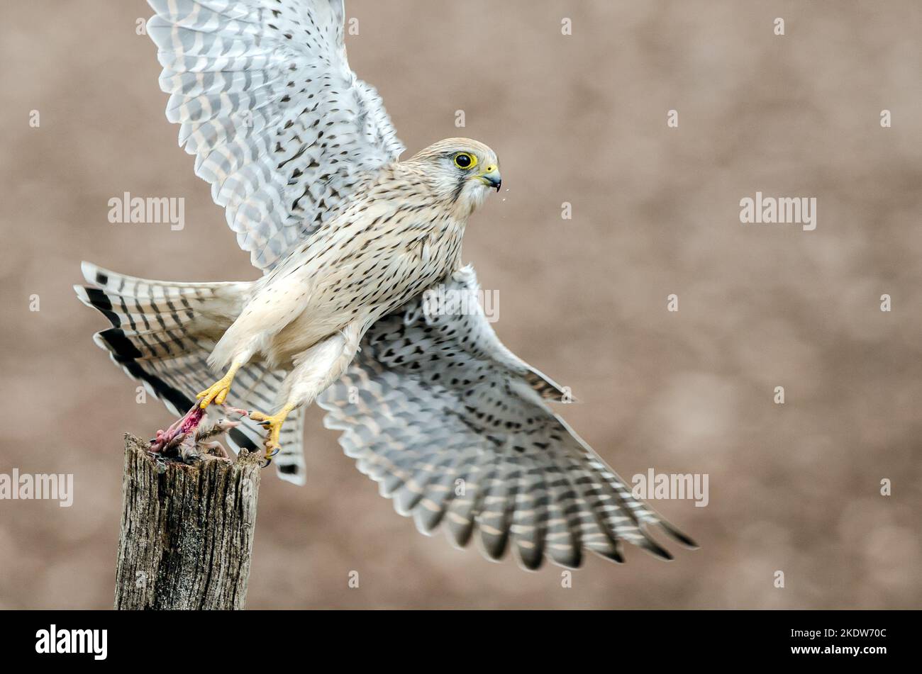 Common kes hi-res stock photography and images - Alamy