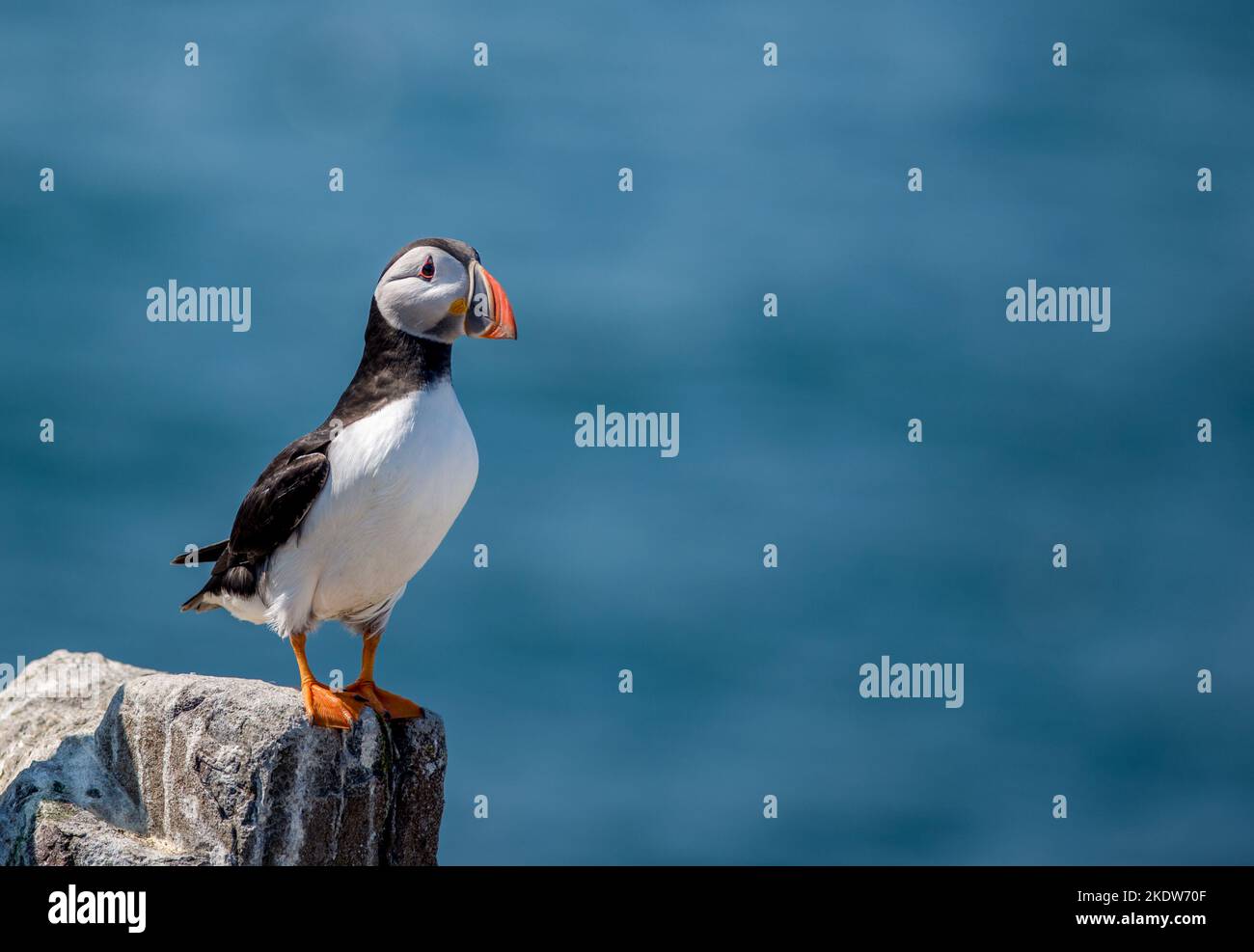 Puffin photographed in the UK . There has been a massive decline of sea ...