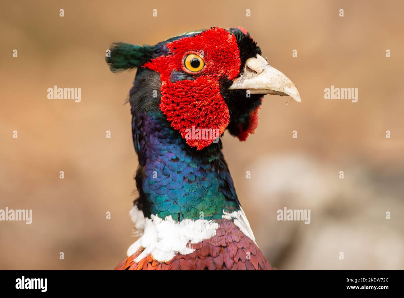 pheasant head stock photo . in mating colours Northumberland England ...