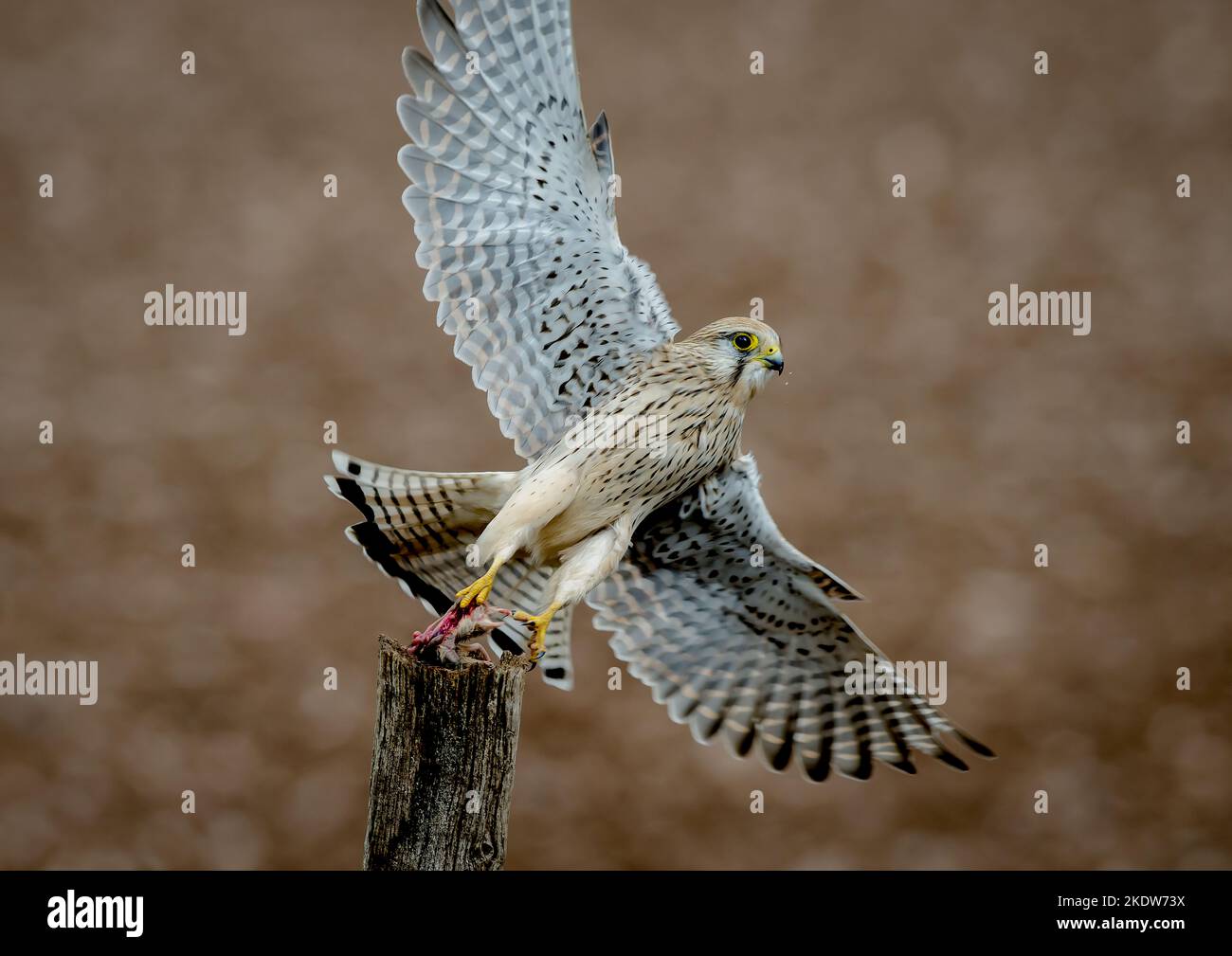 Common kestrel vole hi-res stock photography and images - Alamy