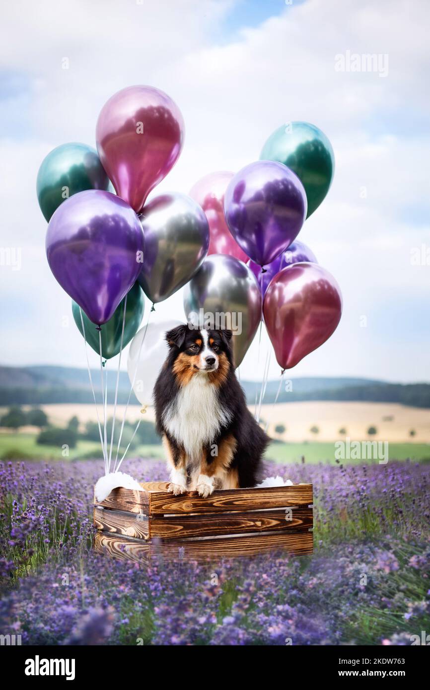 adult Miniature American Shepherd Stock Photo - Alamy