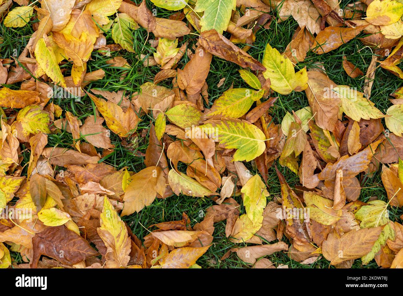 Leaves falling from trees in the fall. Yellow leaves, leaf litter Stock ...