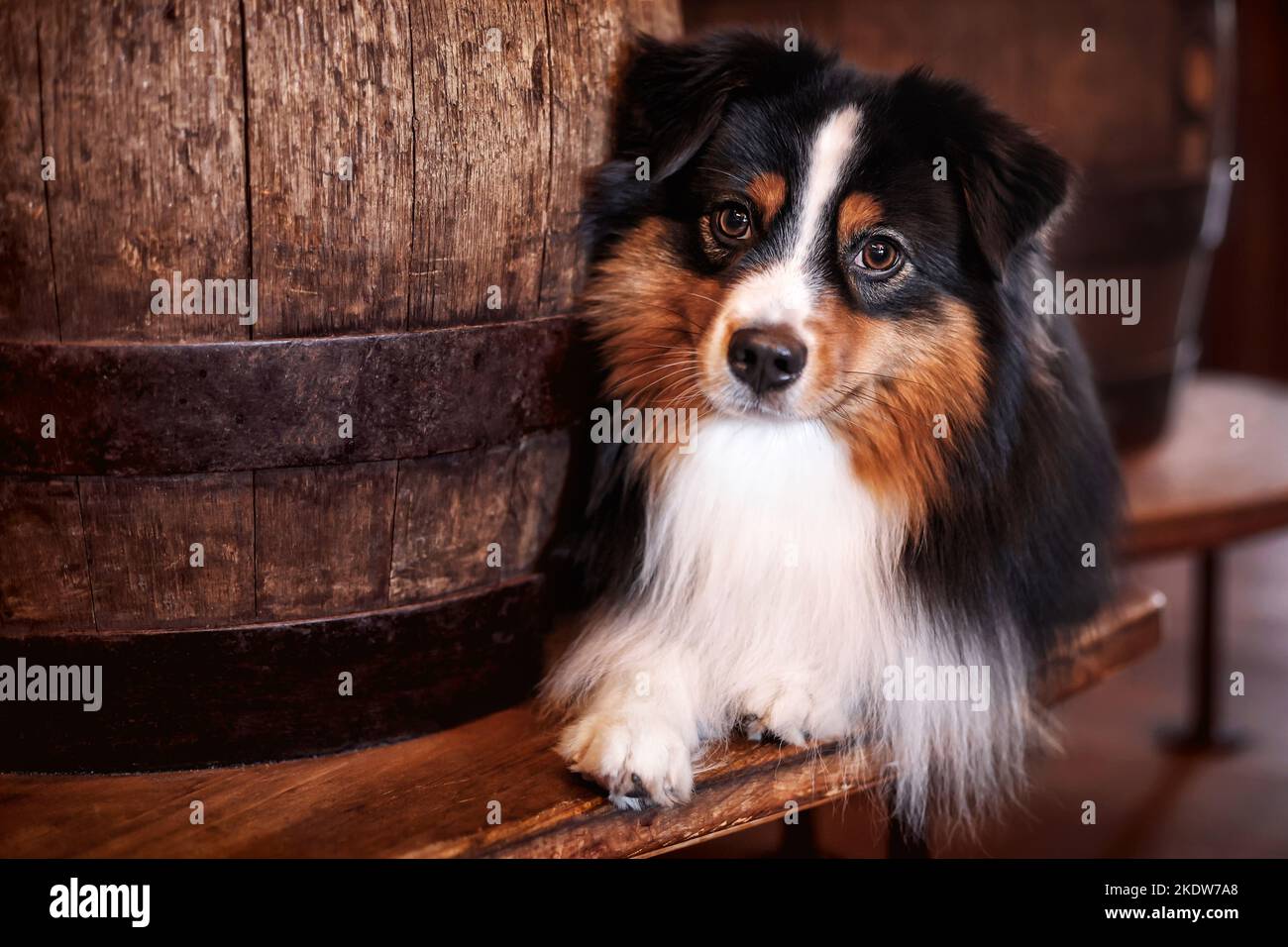 adult Miniature American Shepherd Stock Photo - Alamy