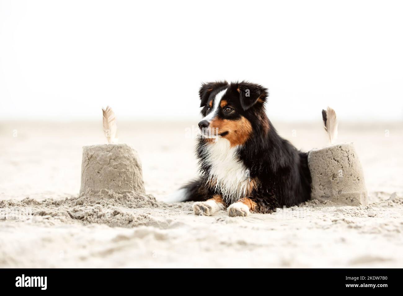 adult Miniature American Shepherd Stock Photo - Alamy