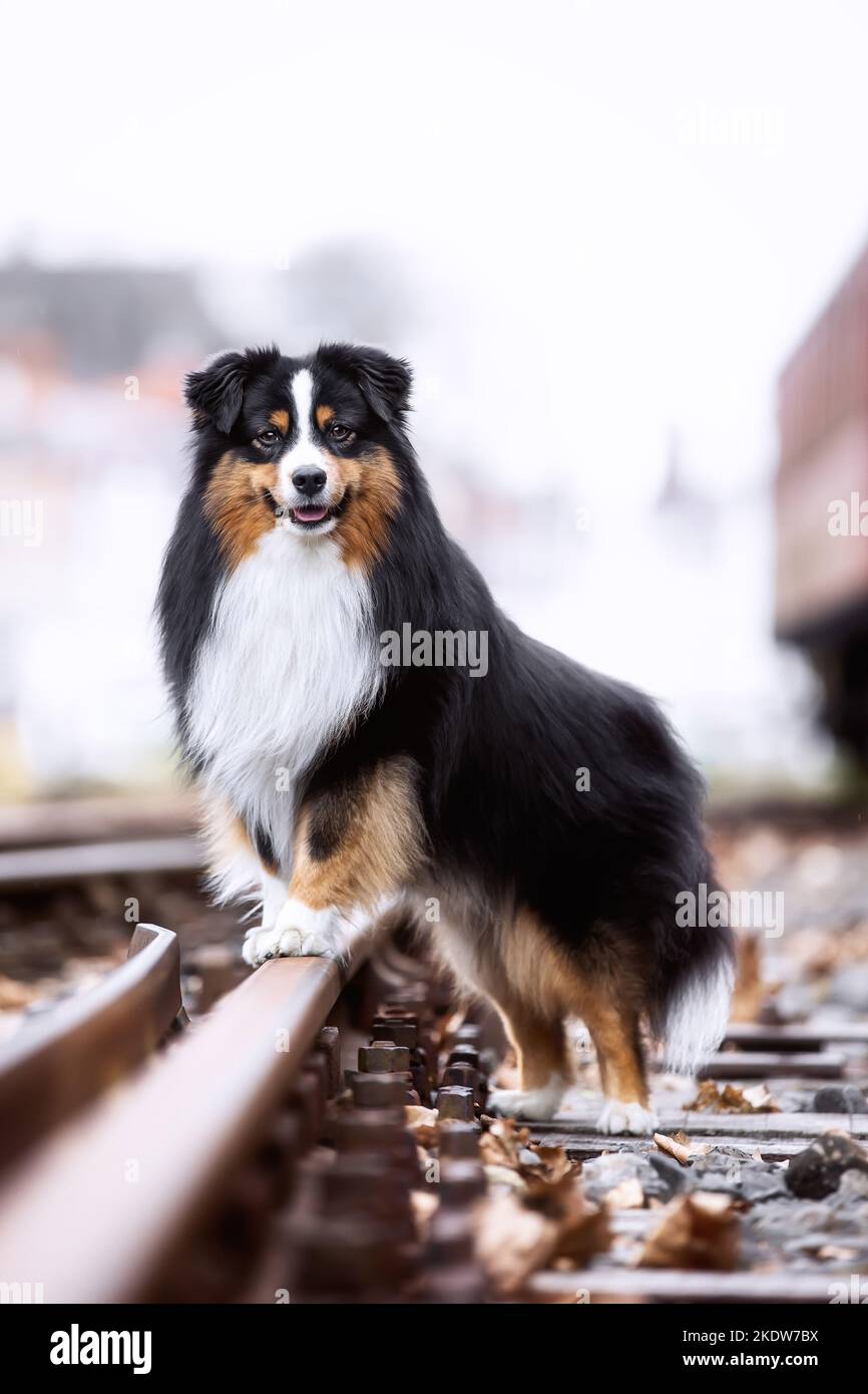 adult Miniature American Shepherd Stock Photo - Alamy