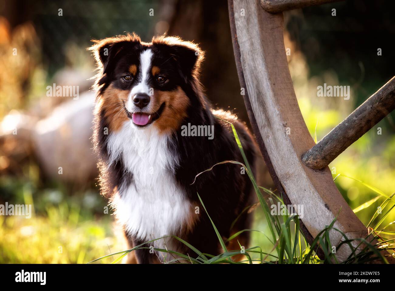 adult Miniature American Shepherd Stock Photo - Alamy