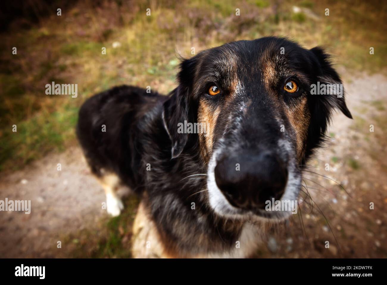 Distorted dog head hi-res stock photography and images - Alamy