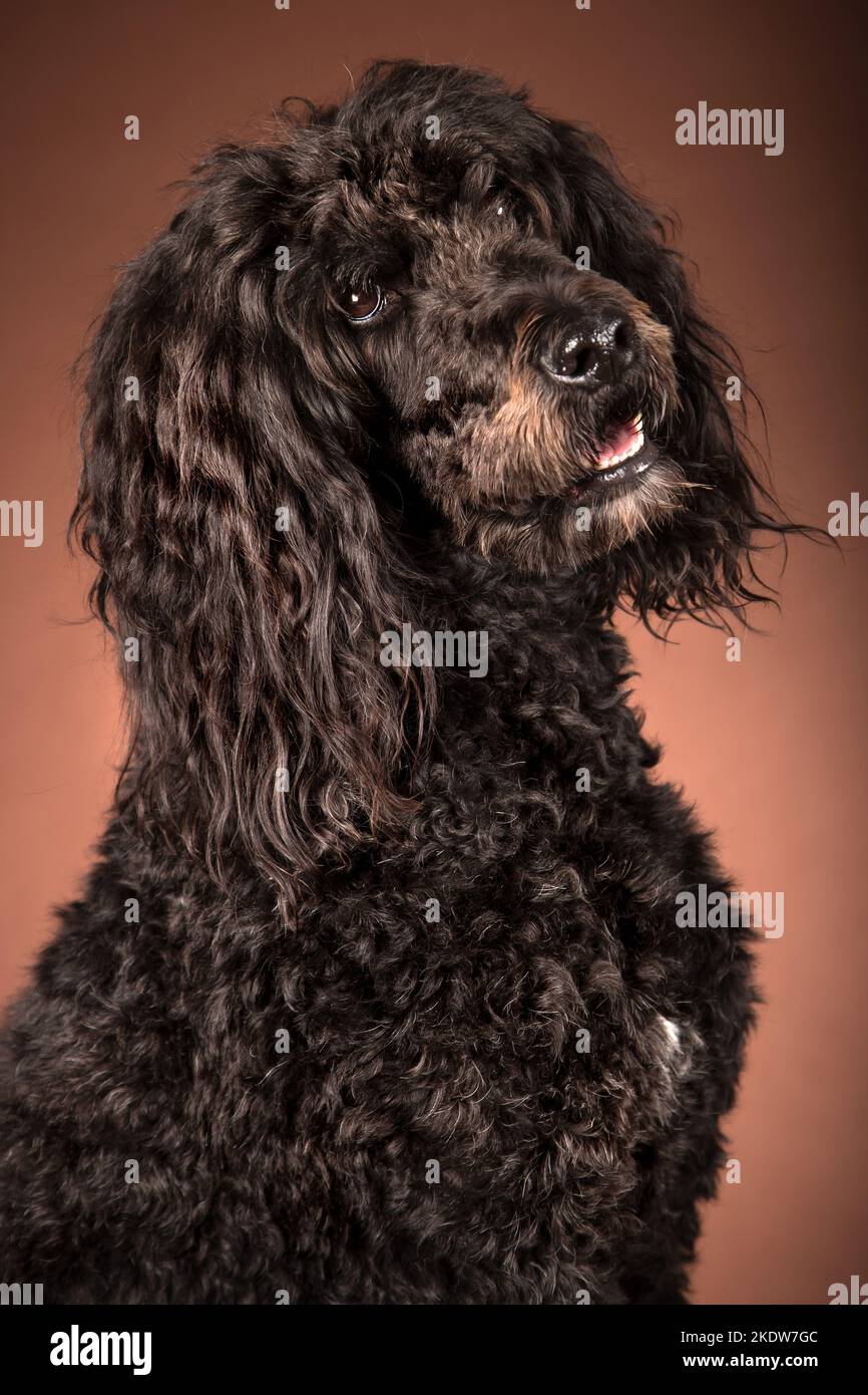black Giant Poodle Stock Photo - Alamy