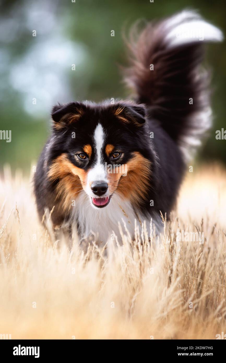 adult Miniature American Shepherd Stock Photo - Alamy