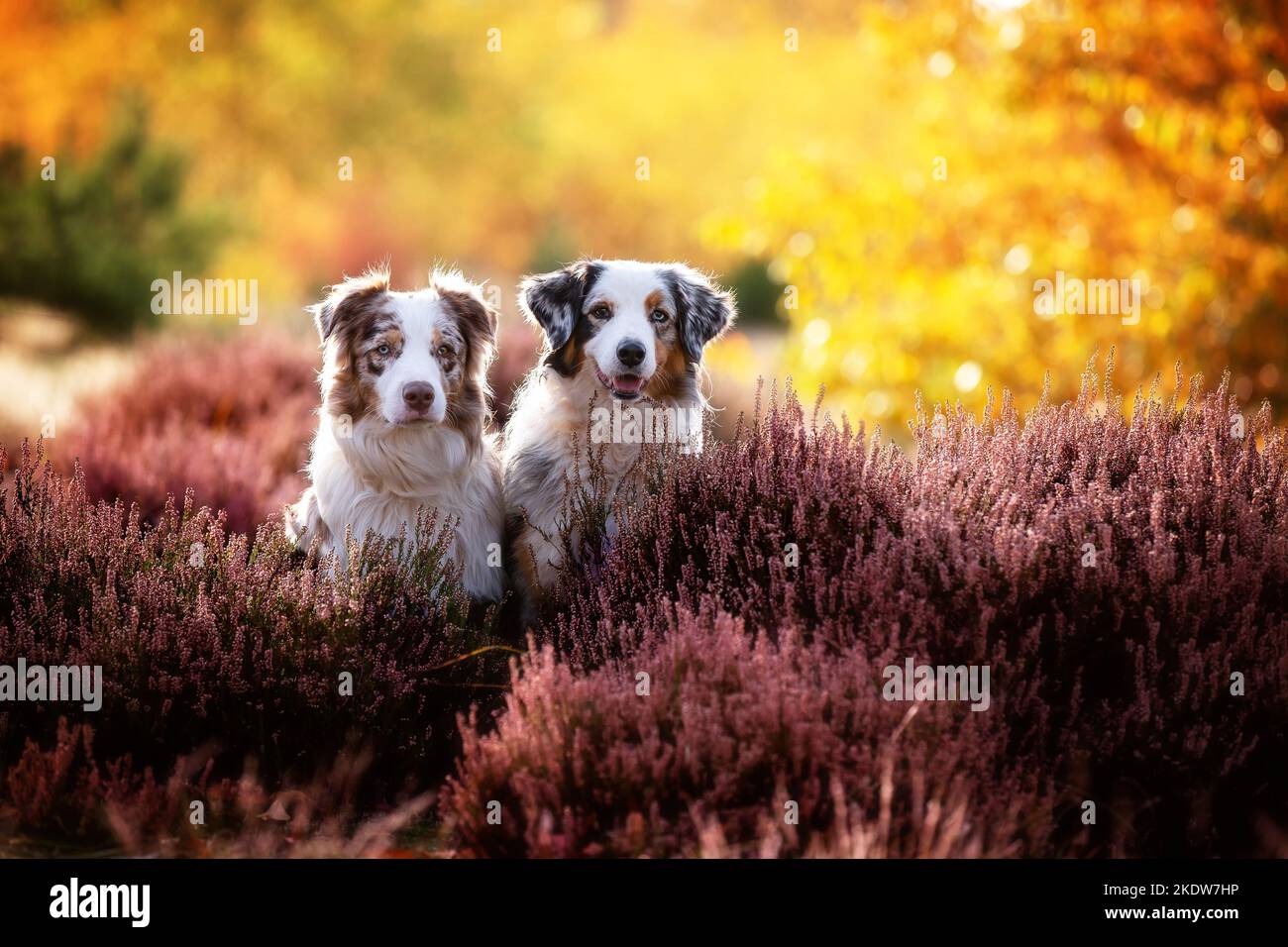 2 Australian Shepherd Stock Photo - Alamy