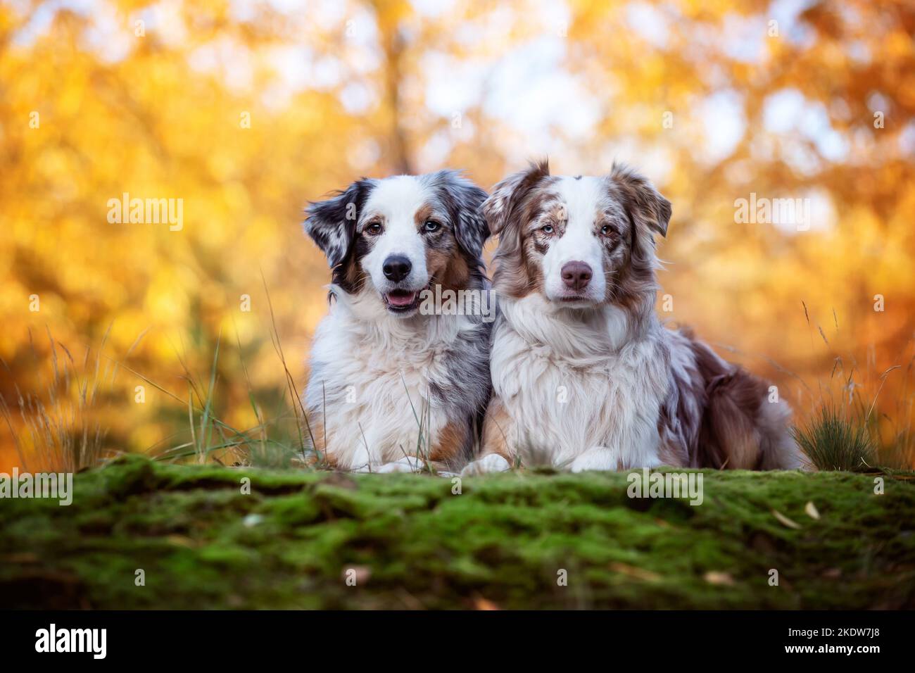 2 Australian Shepherd Stock Photo - Alamy