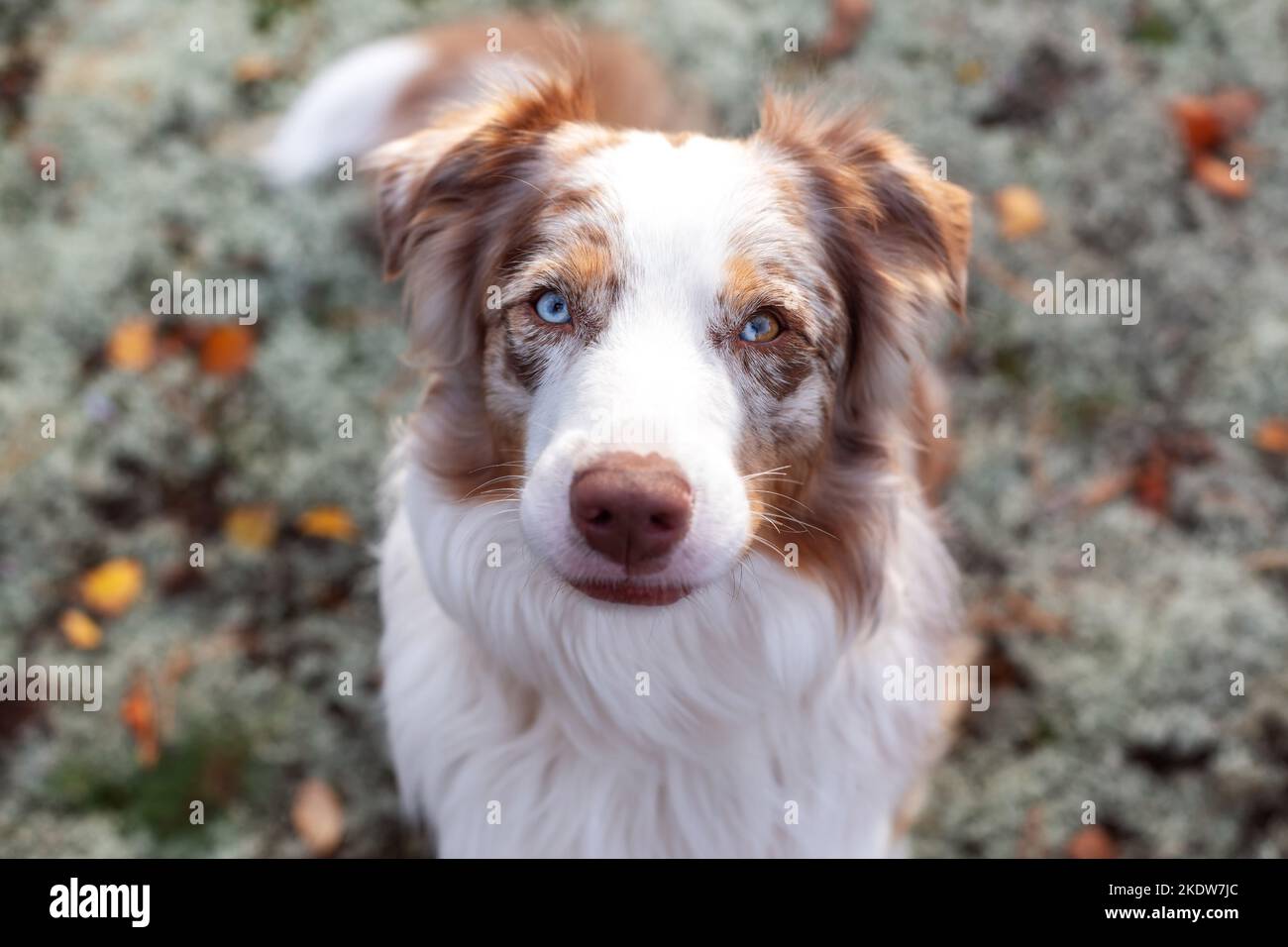Australian Shepherd in autumn Stock Photo - Alamy