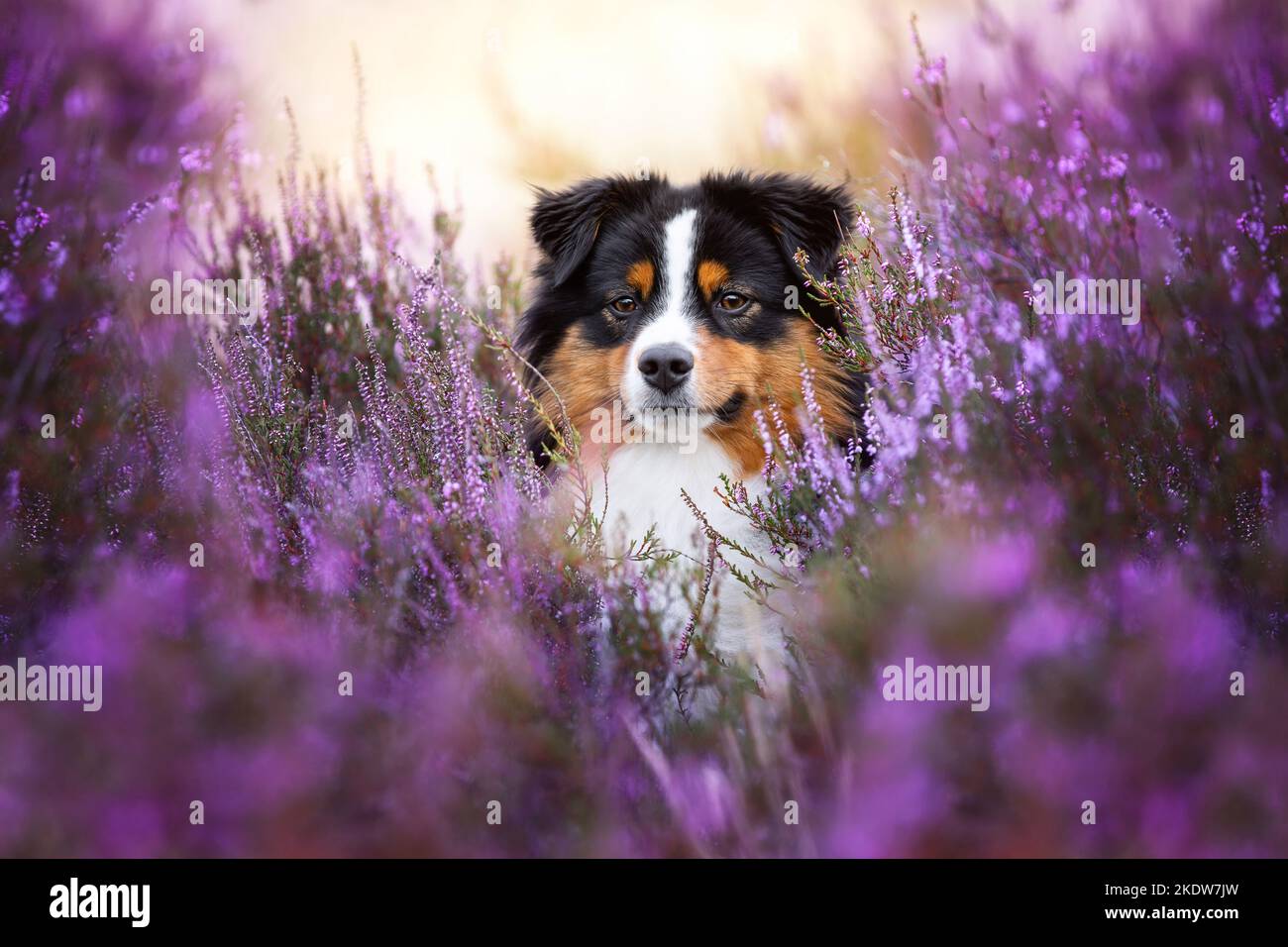 adult Miniature American Shepherd Stock Photo - Alamy