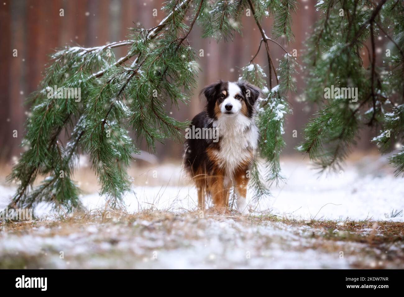 adult Miniature Australian Shepherd Stock Photo - Alamy