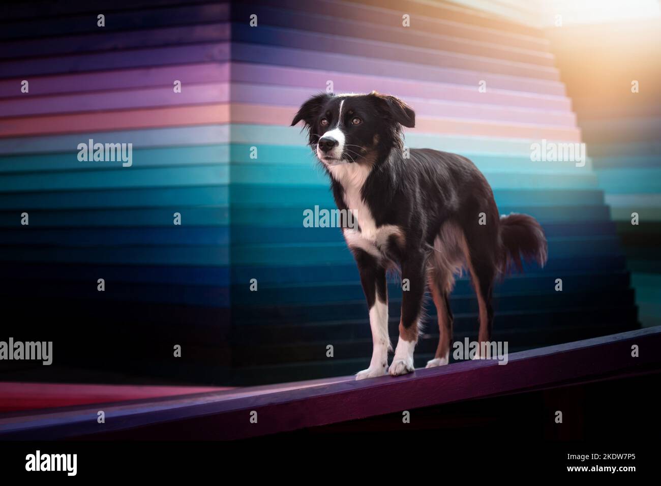 adult Miniature Australian Shepherd Stock Photo - Alamy