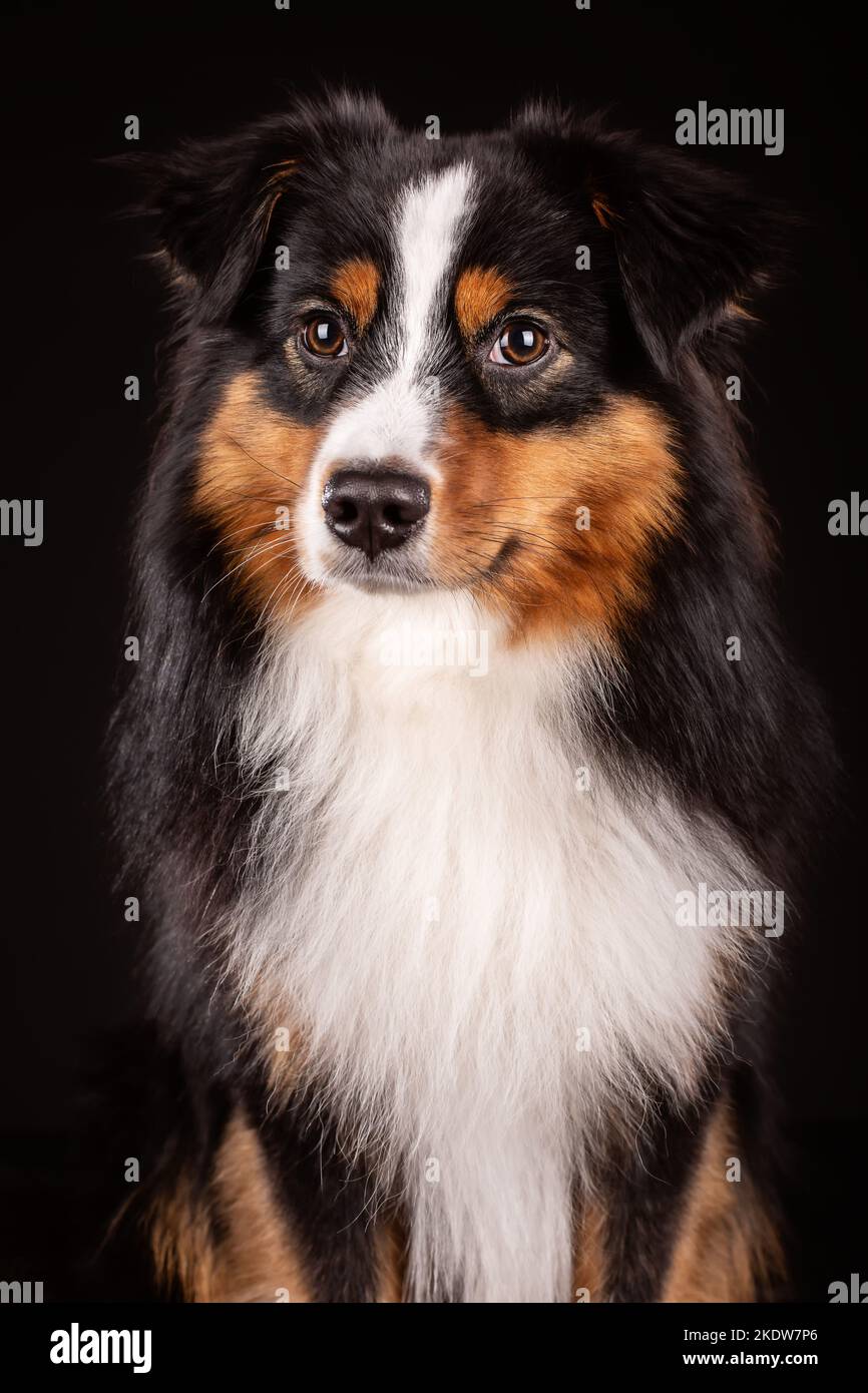 adult Miniature American Shepherd Stock Photo - Alamy