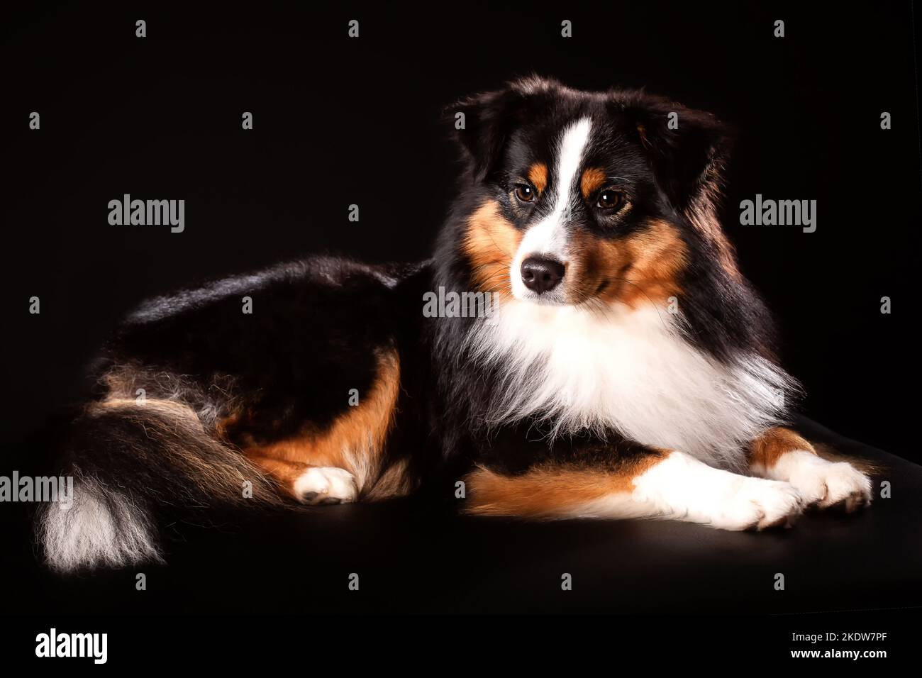 adult Miniature American Shepherd Stock Photo - Alamy