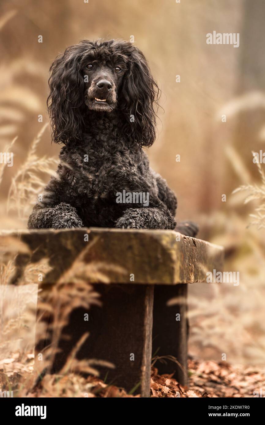 black Giant Poodle Stock Photo - Alamy