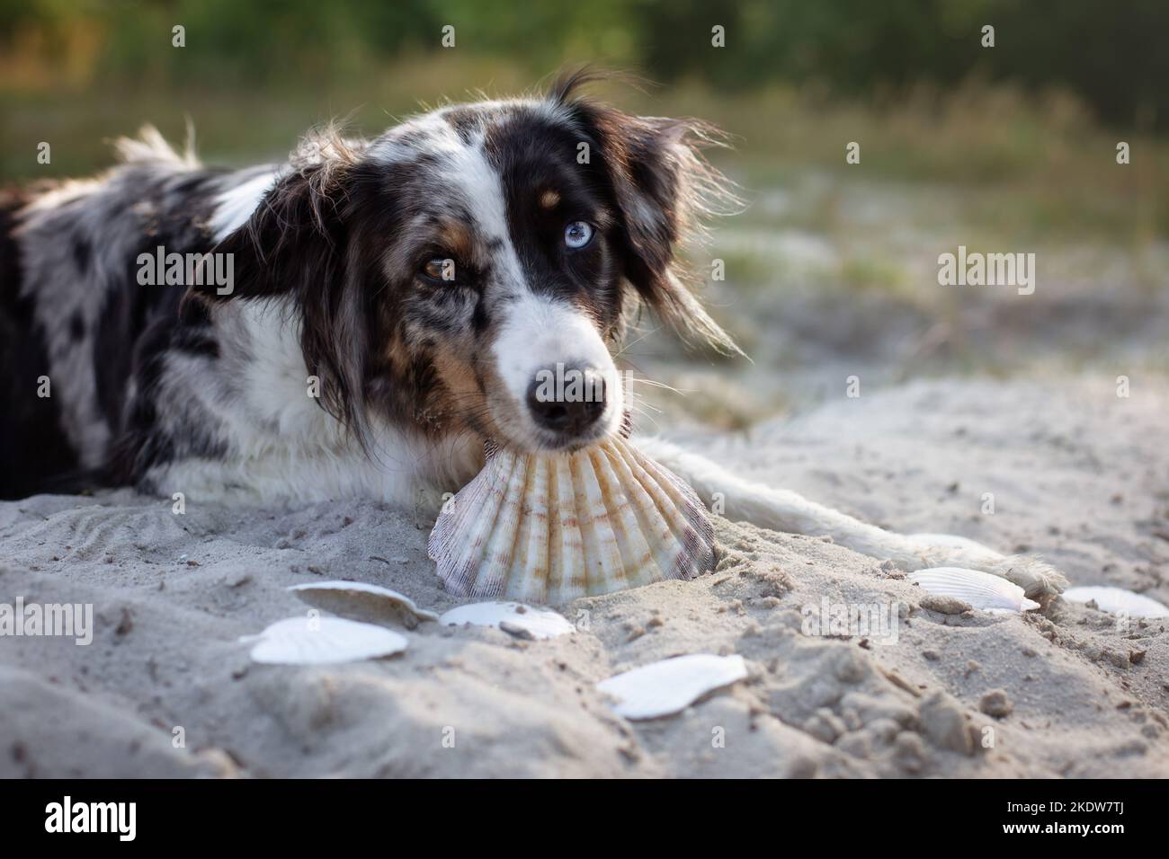 adult Miniature Australian Shepherd Stock Photo - Alamy