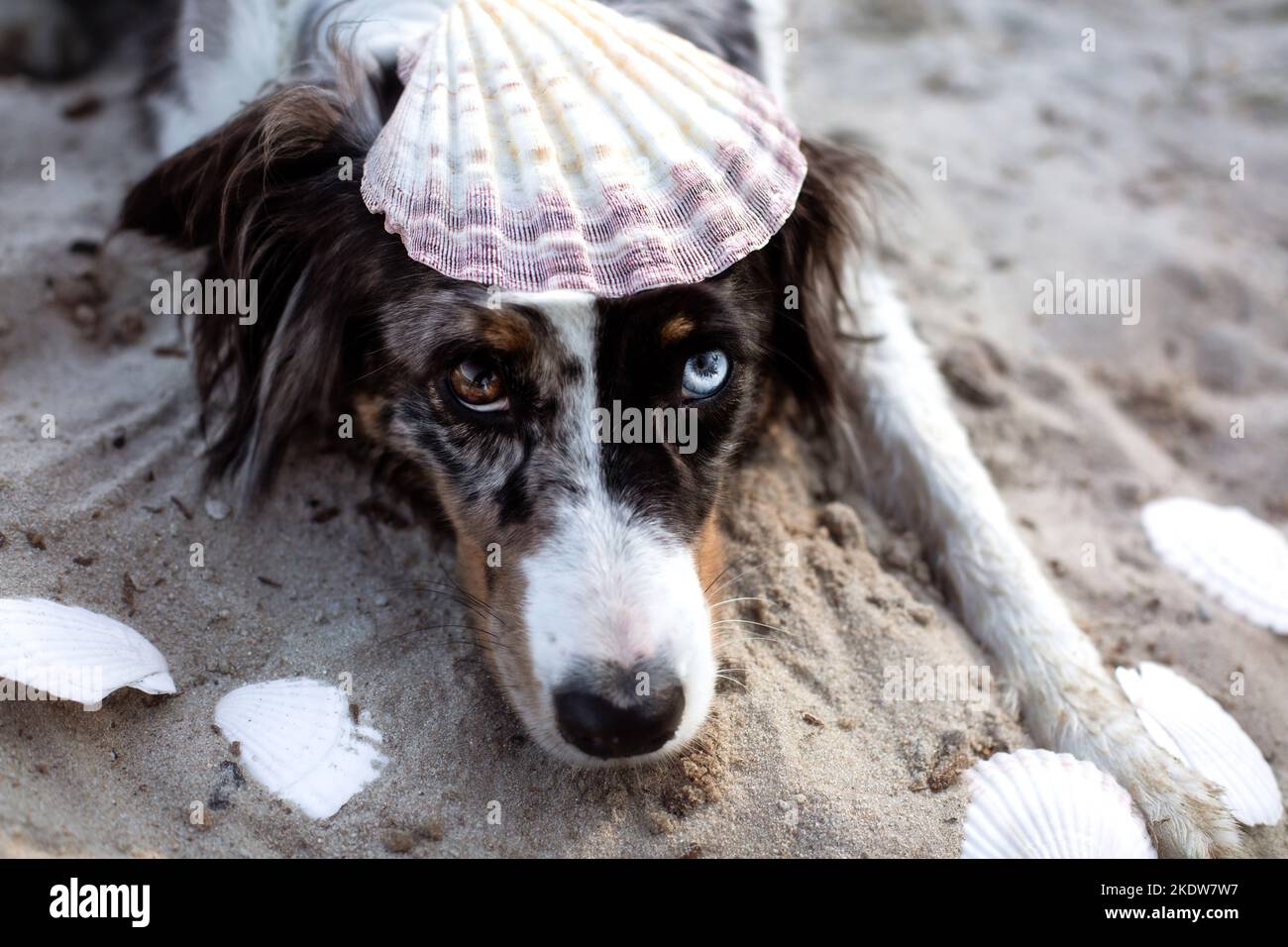 adult Miniature Australian Shepherd Stock Photo - Alamy