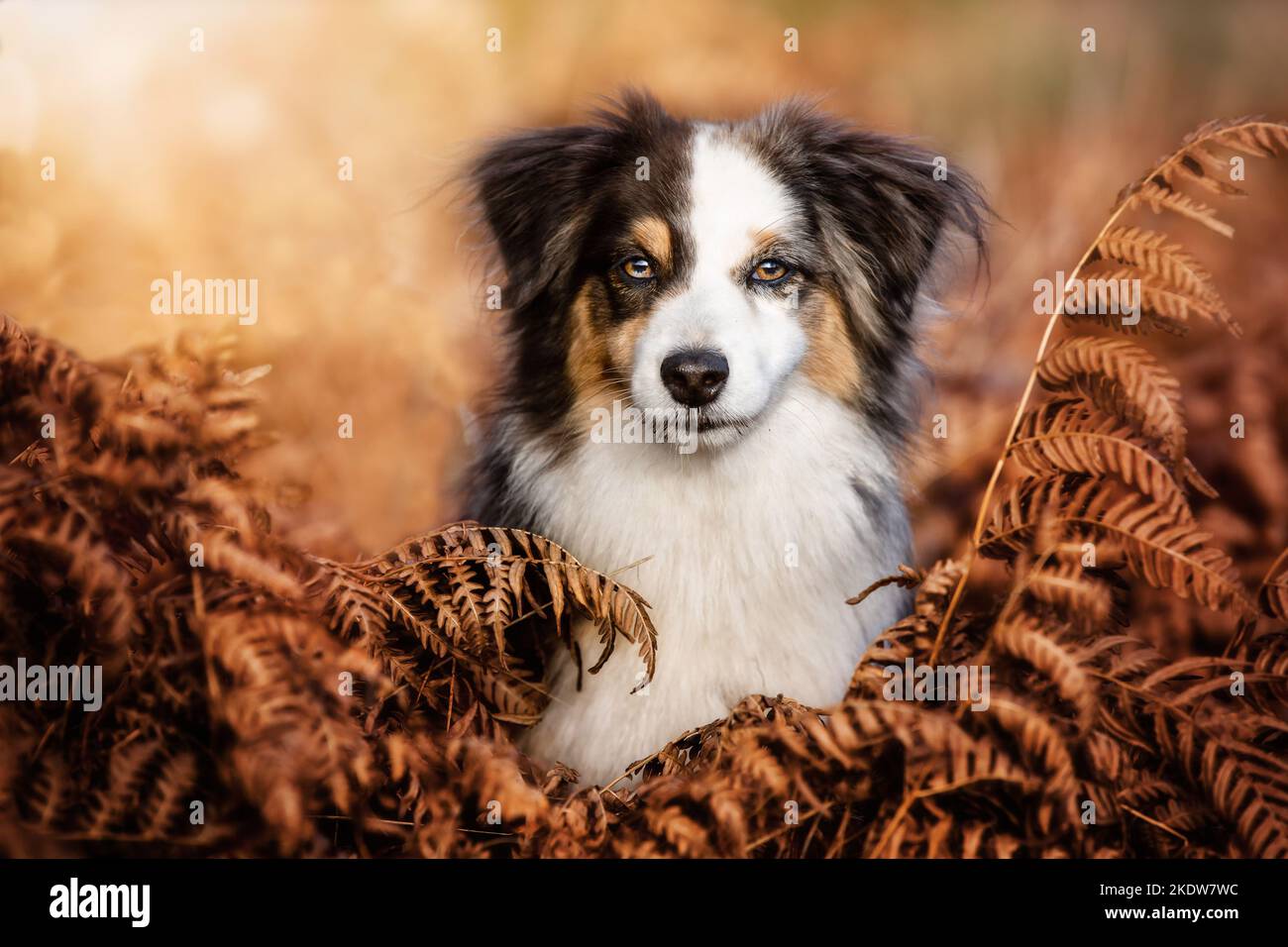adult Miniature Australian Shepherd Stock Photo - Alamy