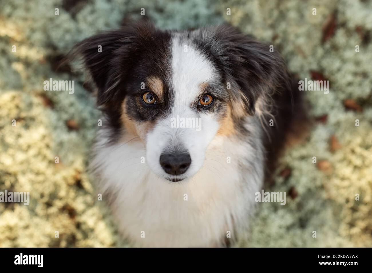 adult Miniature Australian Shepherd Stock Photo - Alamy