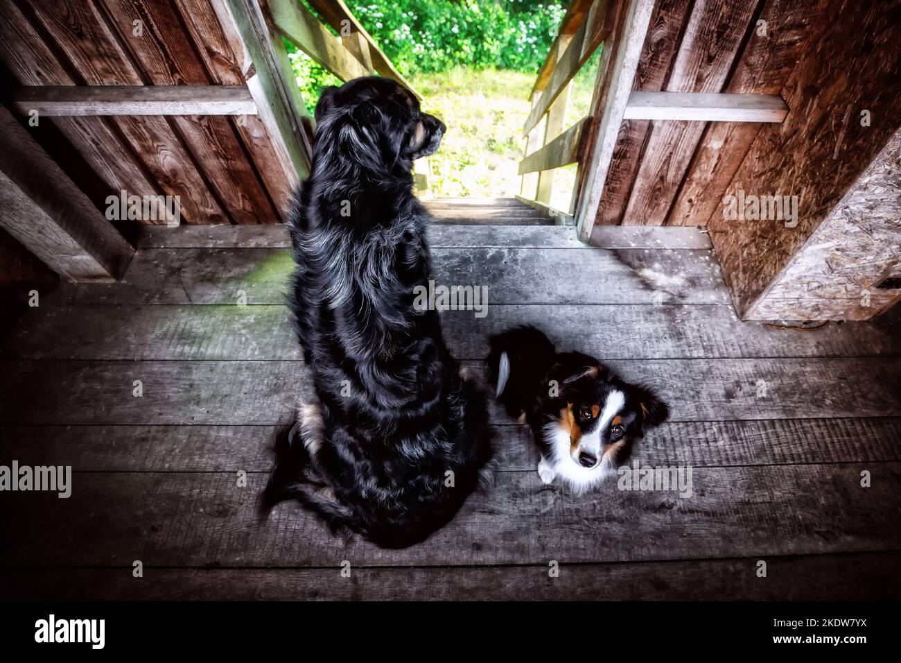 Large and small animal back view hi-res stock photography and images ...