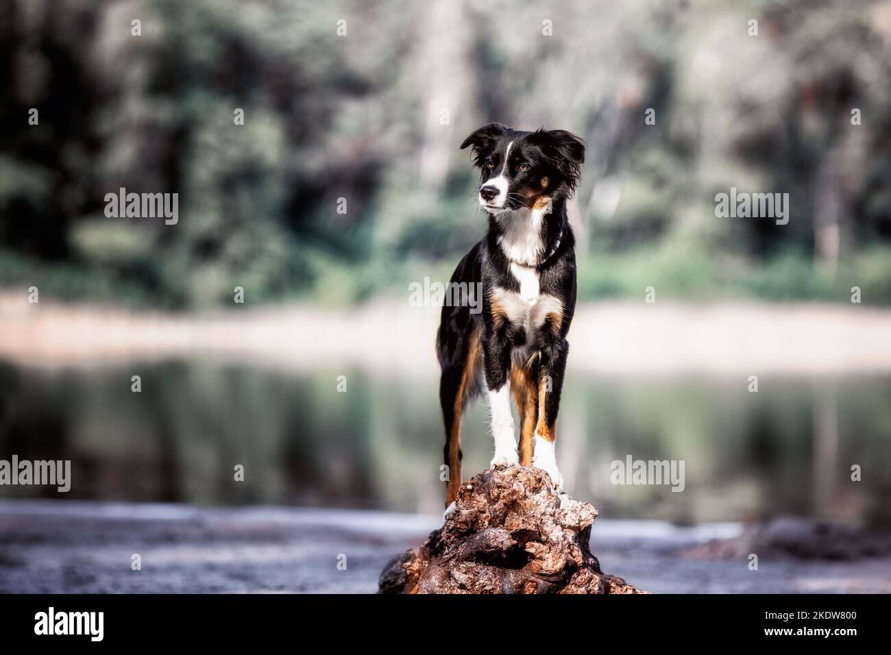 Shepherd tree roots hi-res stock photography and images - Alamy