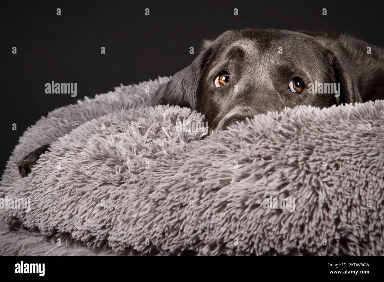 adult Labrador Retriever Stock Photo - Alamy
