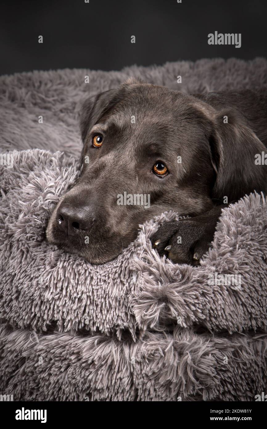 adult Labrador Retriever Stock Photo - Alamy