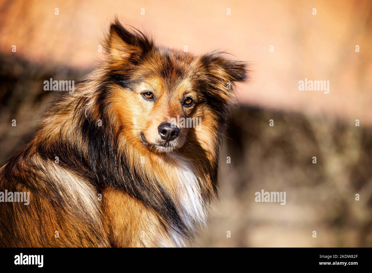 Half breed sheltie hi-res stock photography and images - Alamy