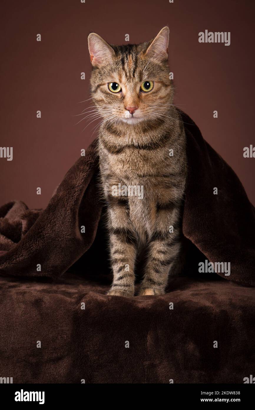 cat in studio Stock Photo - Alamy