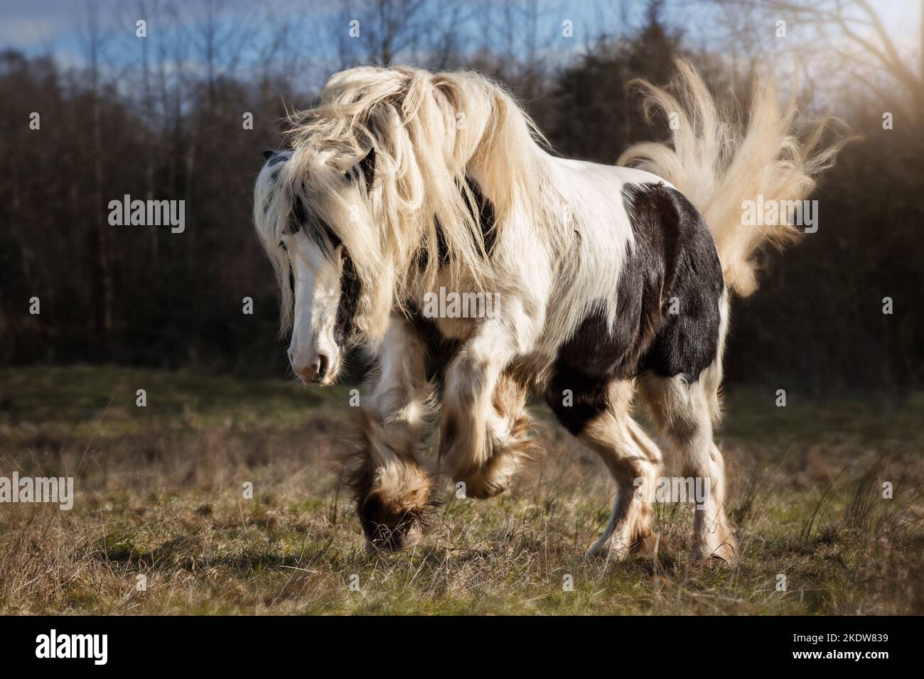 galloping Irish Tinker Stock Photo - Alamy