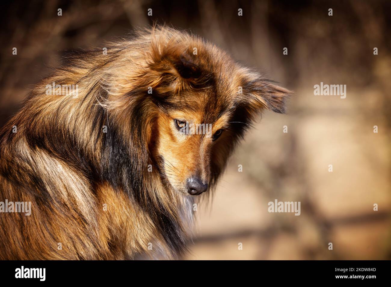 Half breed sheltie hi-res stock photography and images - Alamy