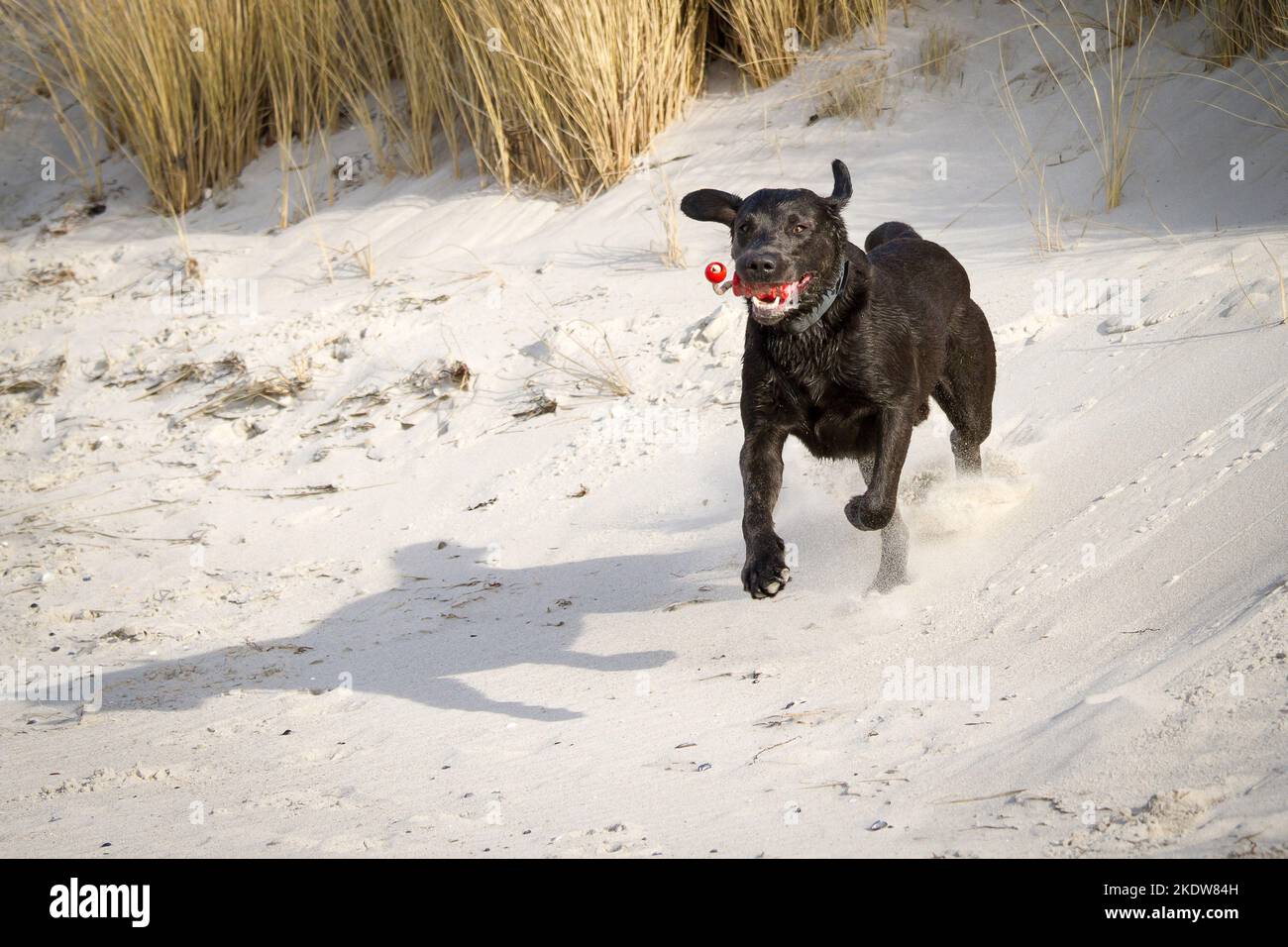 adult Labrador Retriever Stock Photo - Alamy