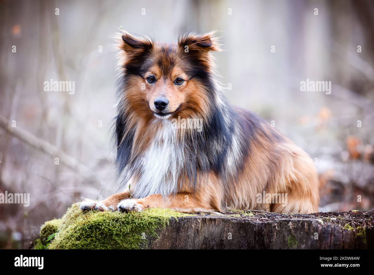 Half breed sheltie hi-res stock photography and images - Alamy