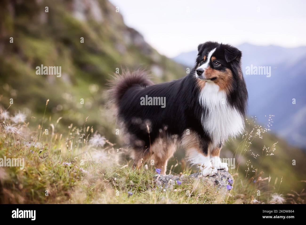 male Miniature American Shepherd Stock Photo - Alamy