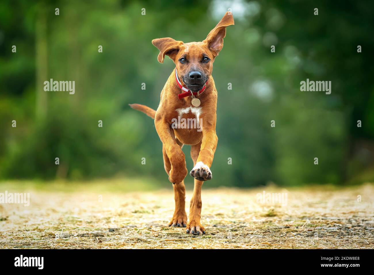 Six month old Rhodesian Ridegback puppy running towards the camera with ...