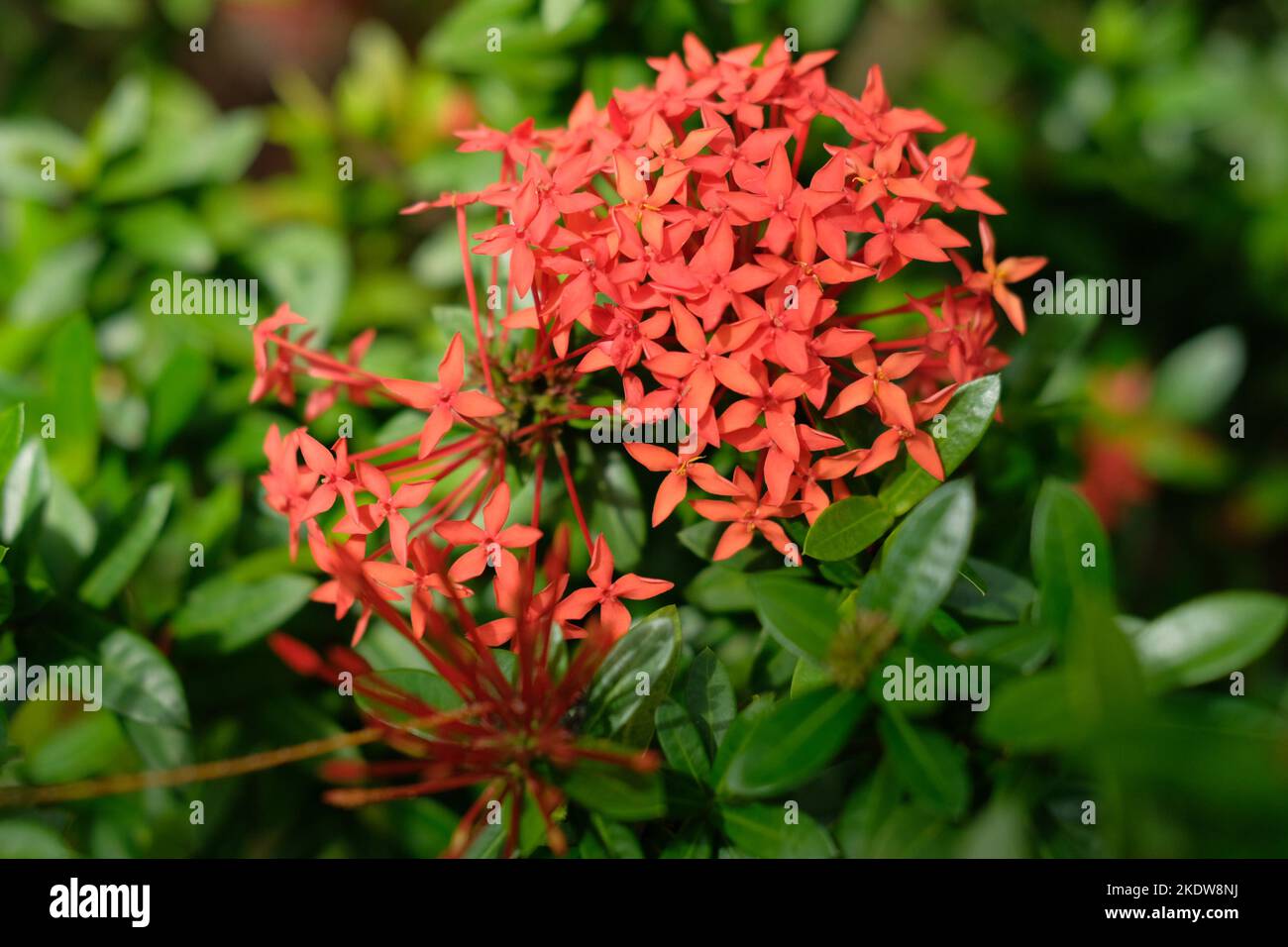 Saraca asoca (Ixora Flower) - The ashoka is a rain-forest tree. Red ...
