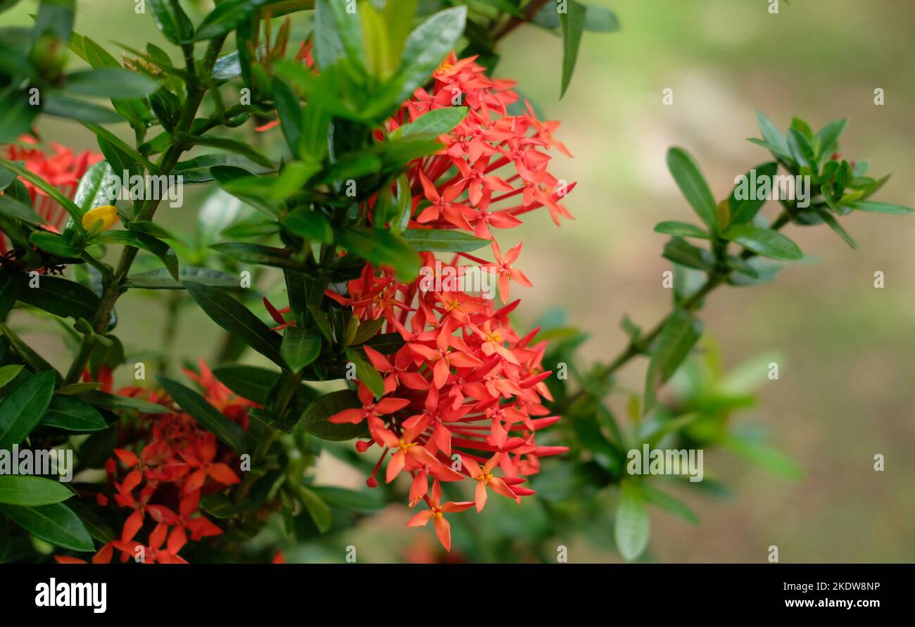 Saraca asoca (Ixora Flower) - The ashoka is a rain-forest tree. Red ...