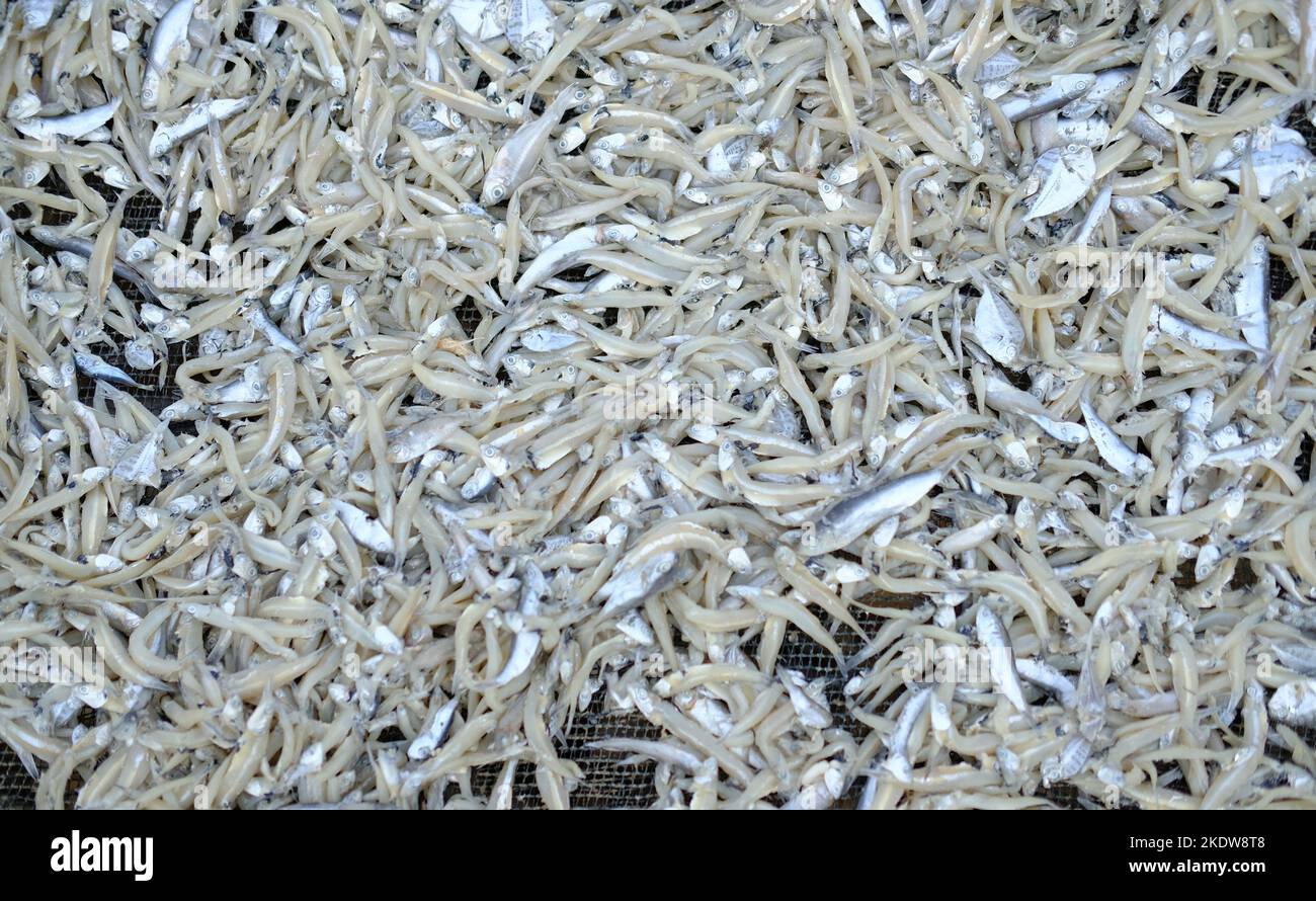 Small dried salted fish. Dried salted fish in abundance in the sun ...