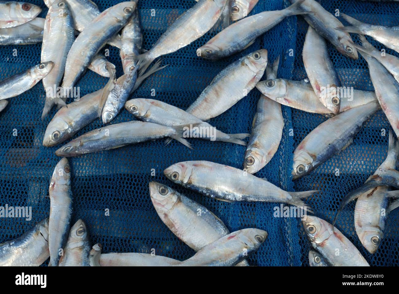Sun dried fish. Fish drying process in the sun Stock Photo - Alamy