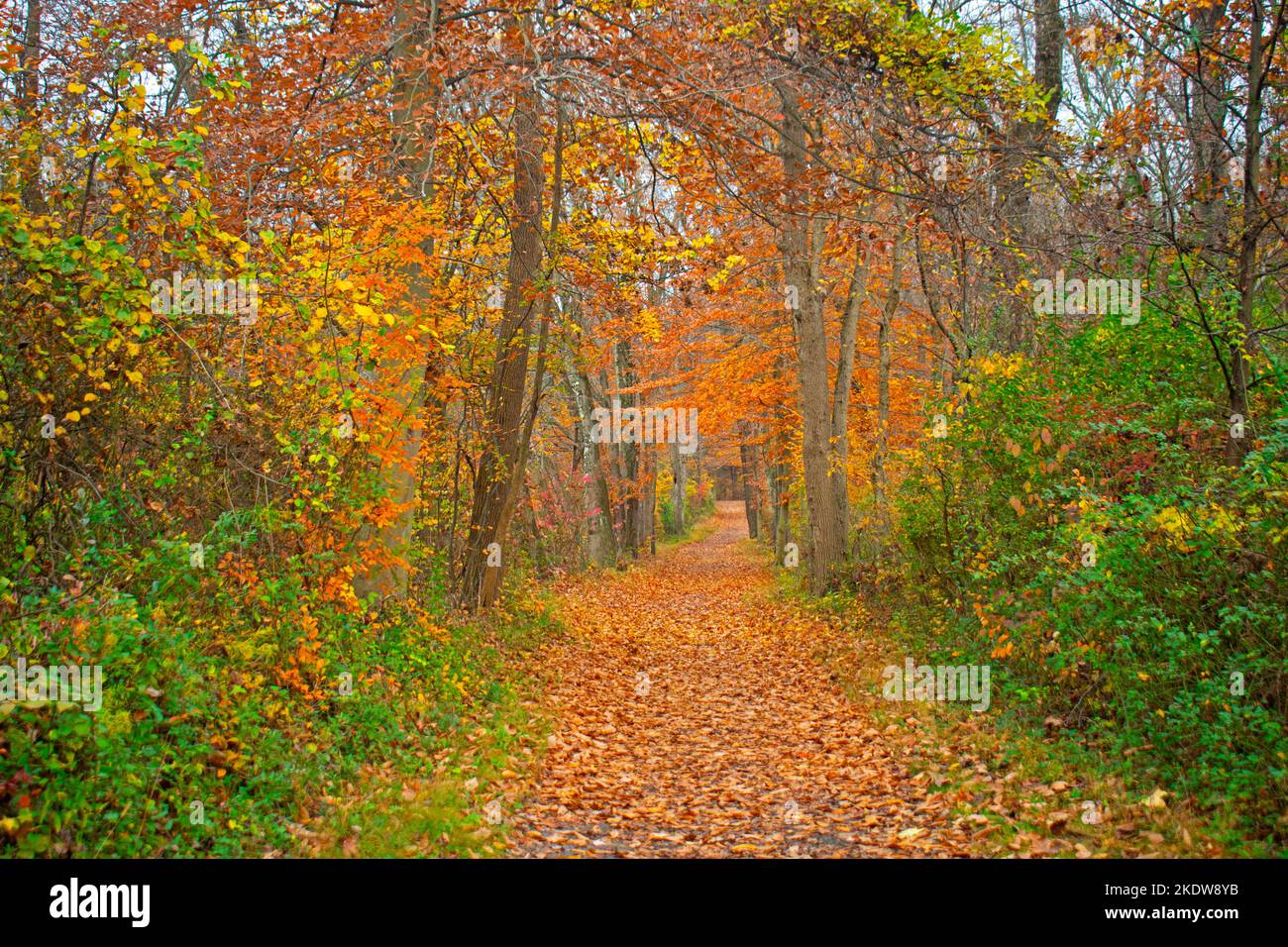 Luscious autumn foliage line the nature trails in Institute Woods at ...