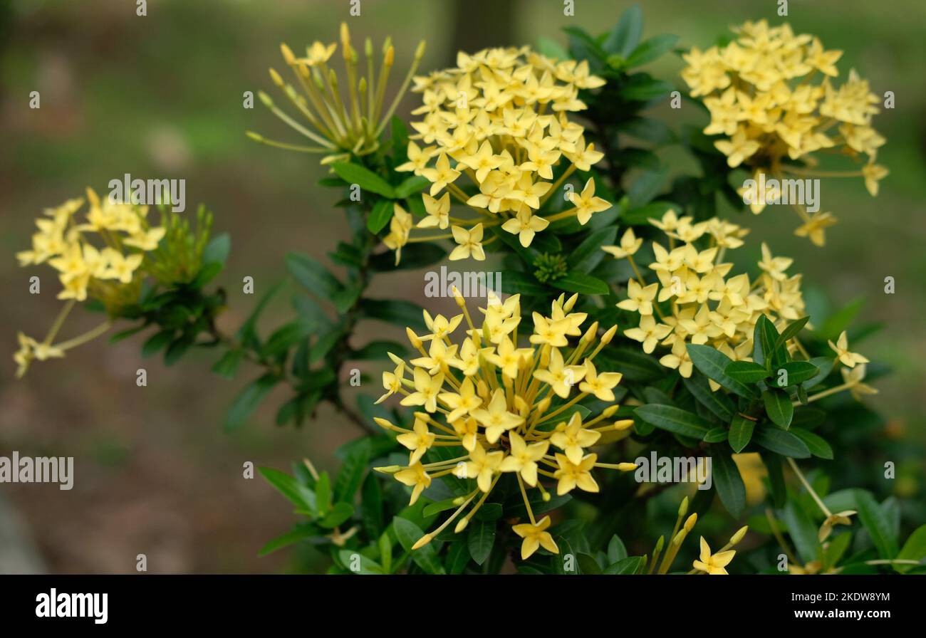 Saraca asoca (Ixora Flower) - The ashoka is a rain-forest tree. Yellow ...
