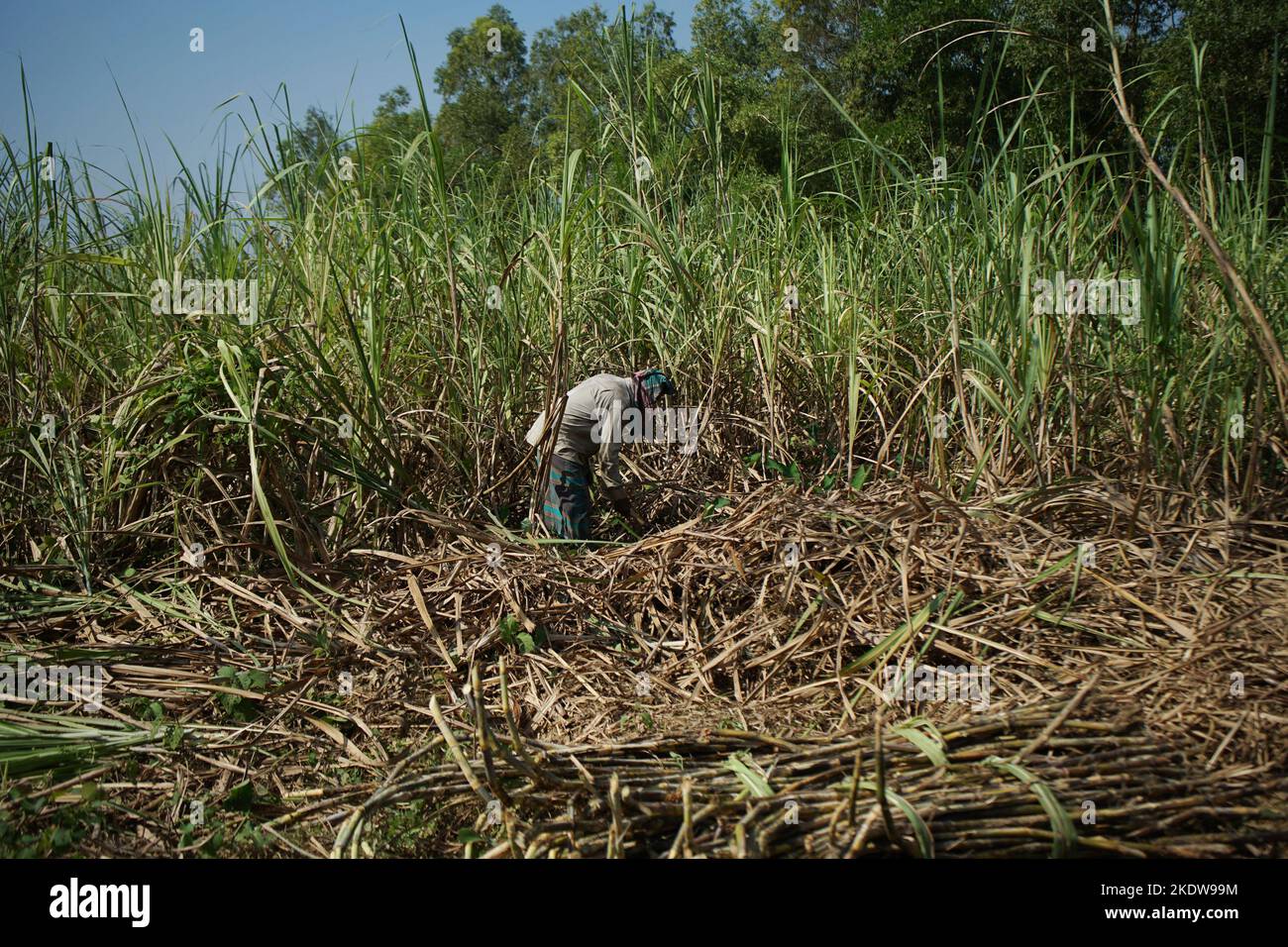 Habiganj, Bangladesh. 08th Nov, 2022. A sugarcane farmer collecting ...