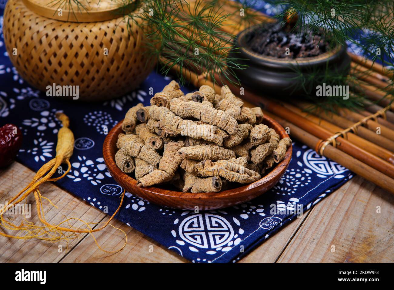 Morinda root hi-res stock photography and images - Alamy